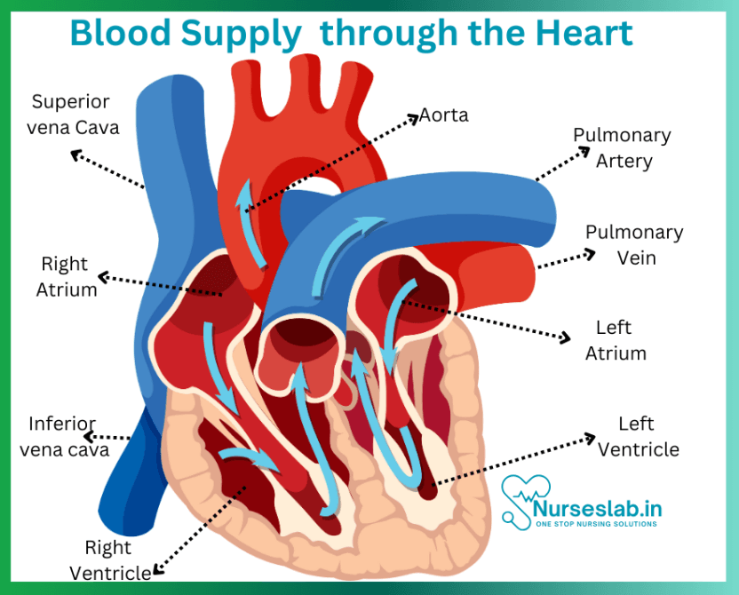 Cardiovascular system: Anatomy of Human Heart - Nurseslab