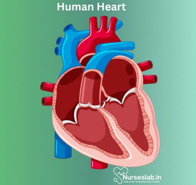 Cardiovascular system: Anatomy of Human Heart - Nurseslab