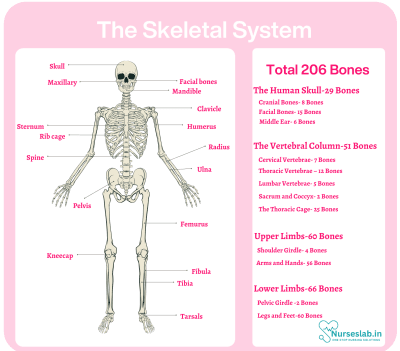 Skeletal System- 206 Bones in Adult - Nurseslab