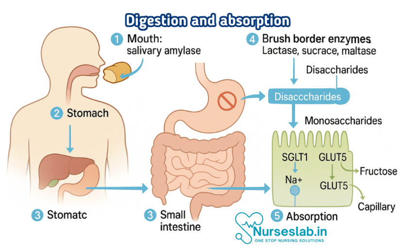 Digestion and absorption of Carbohydrates: A Comprehensive Guide ...
