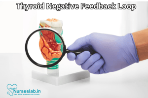 Understanding the Thyroid Negative Feedback Loop - Nurseslab