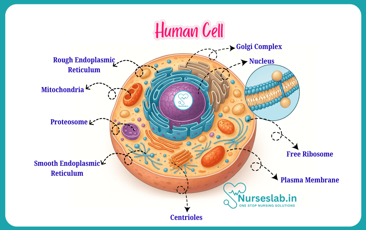 Human Cell-Introduction - Nurseslab