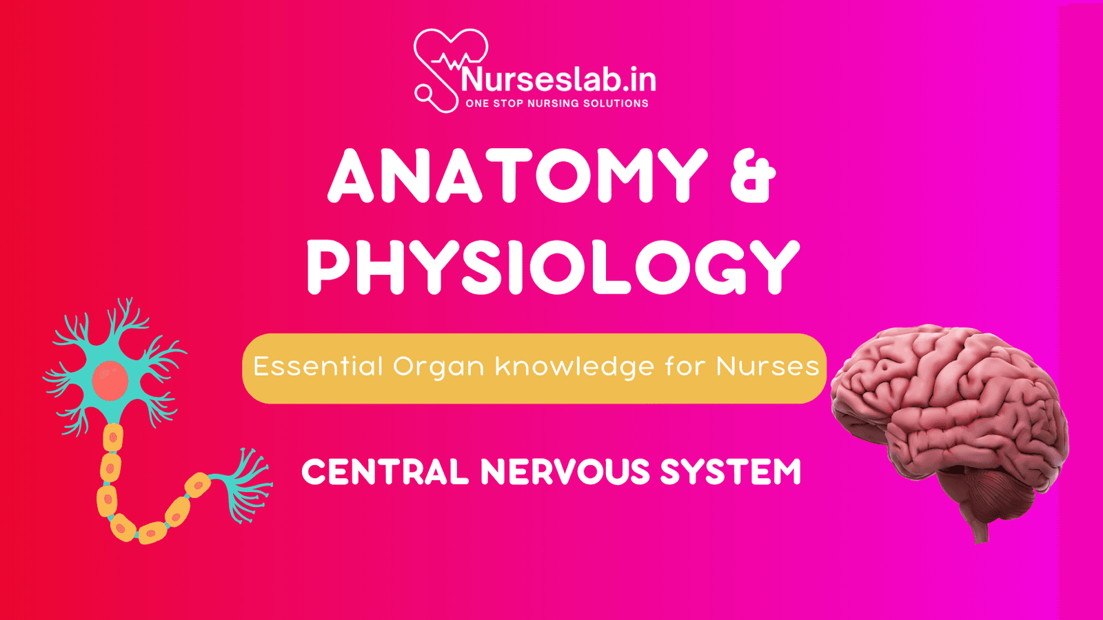 Anatomy of Spinal Nerves - Nurseslab