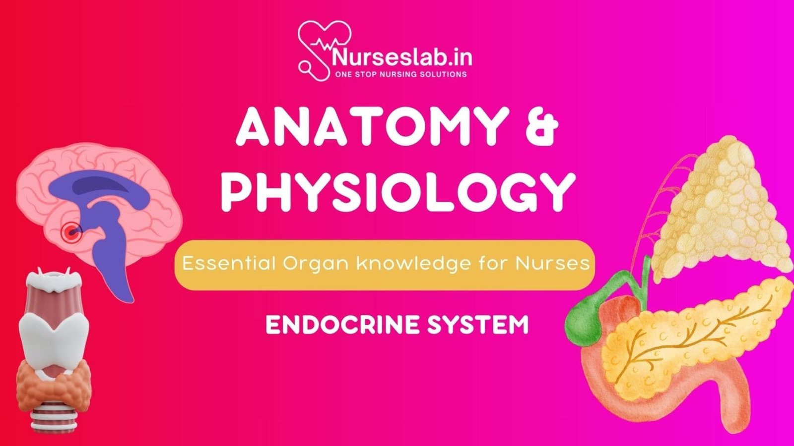 Endocrine System: Introduction - Nurseslab