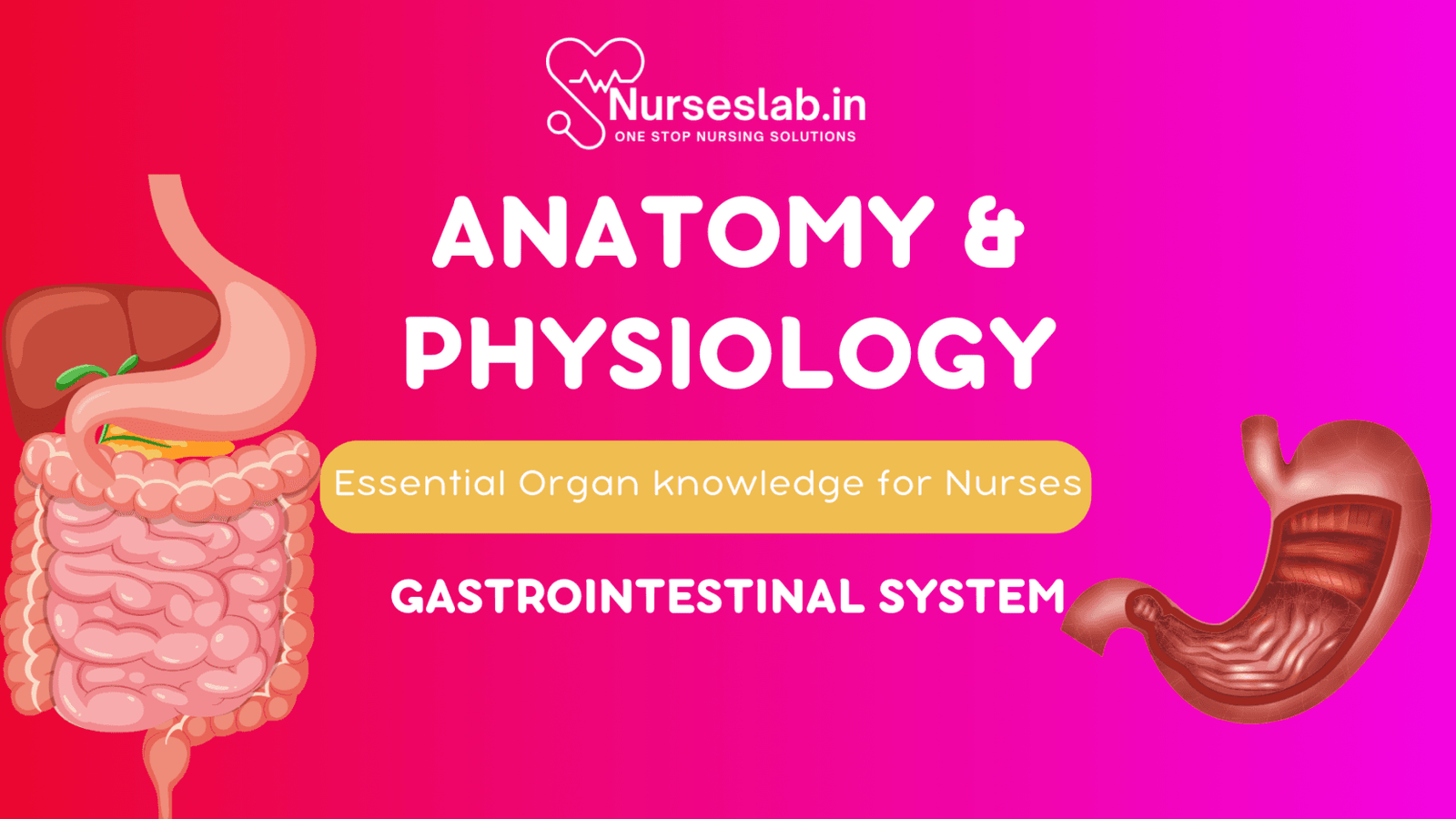 Digestive System- Introduction - Nurseslab