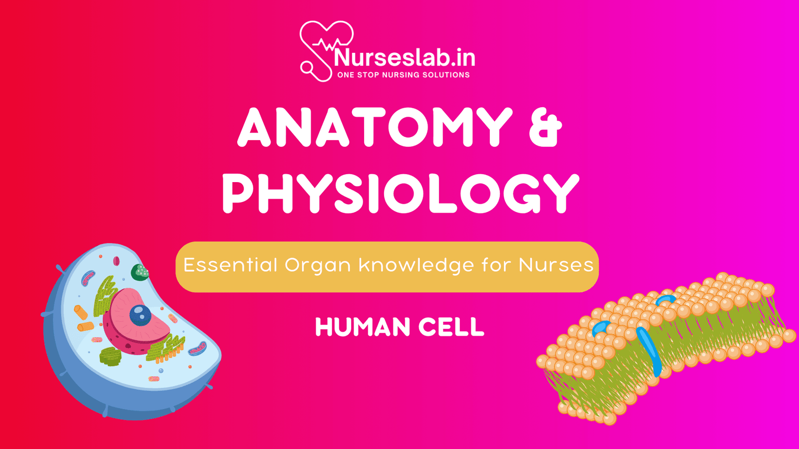Central Nervous System -Introduction - Nurseslab