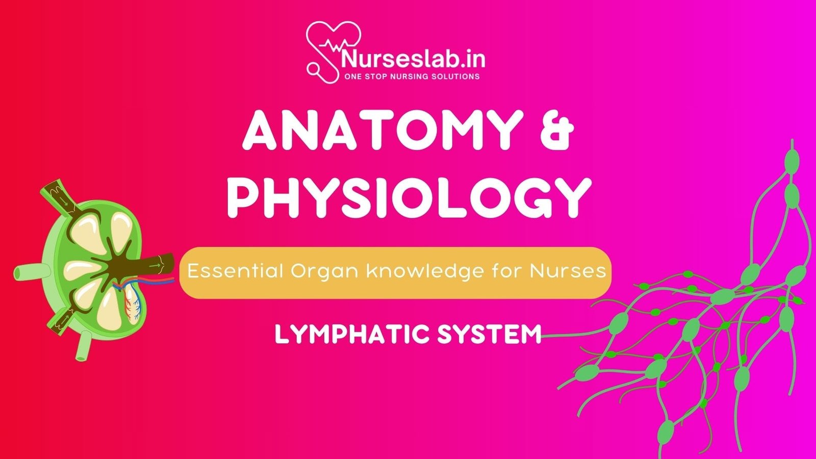 Lymphatic System Introduction Nurseslab
