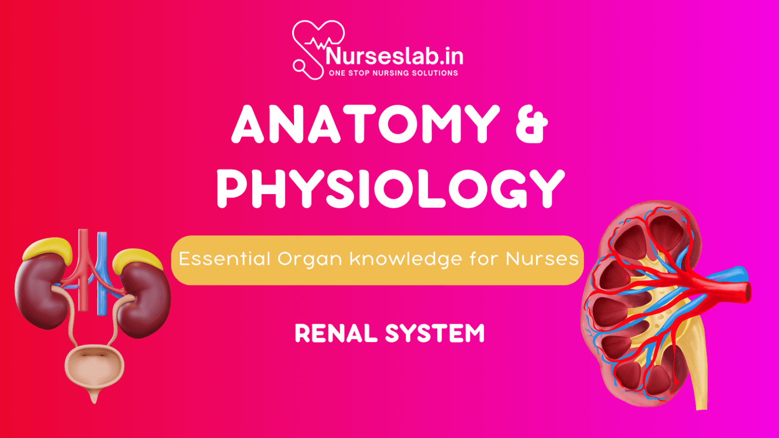 Renal System -Introduction - Nurseslab