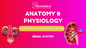 Renal System -Introduction - Nurseslab