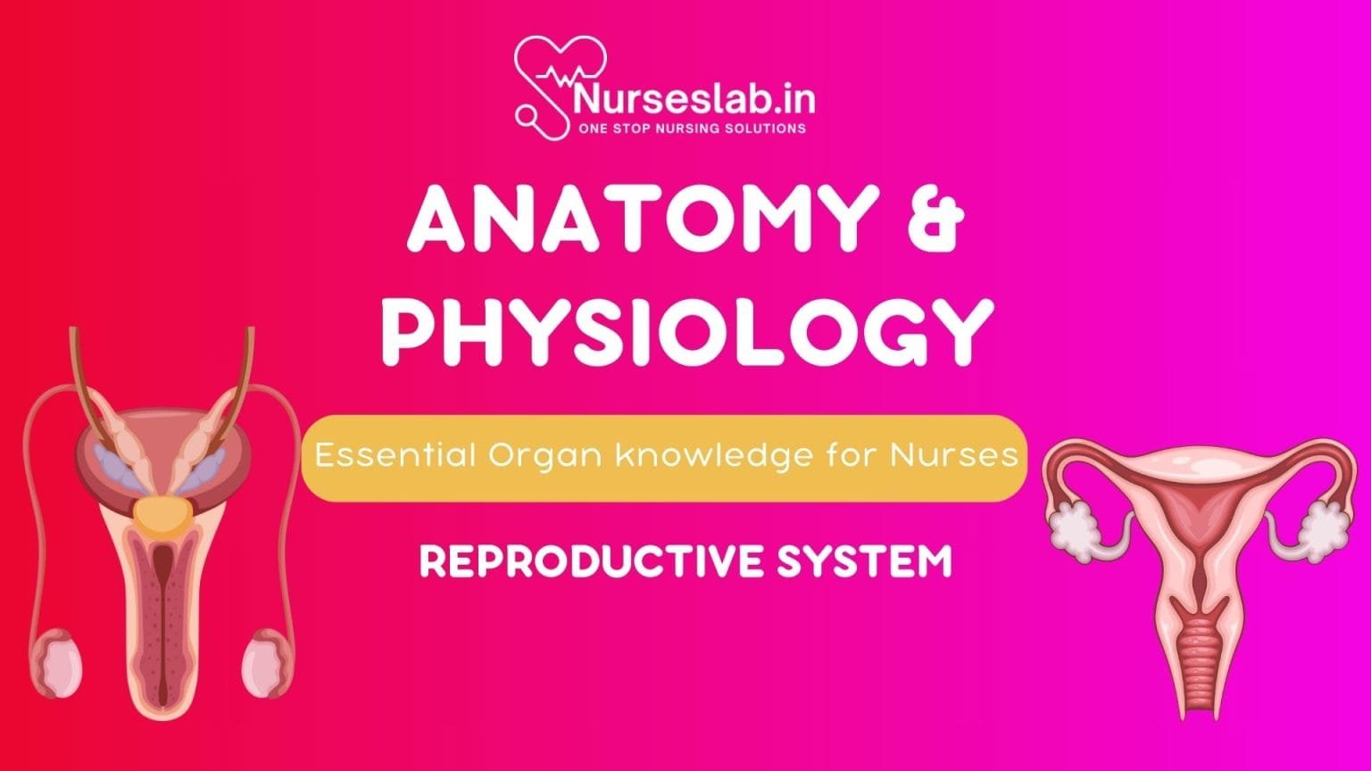 Reproductive System-Introduction - Nurseslab