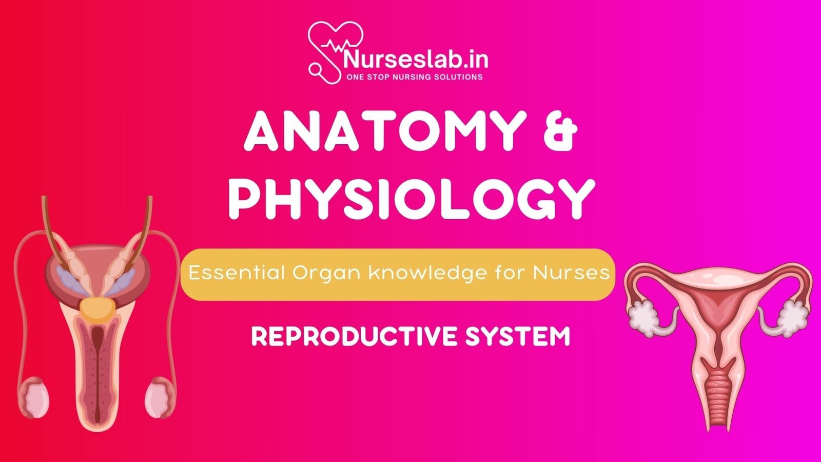 Reproductive System-Introduction - Nurseslab.in