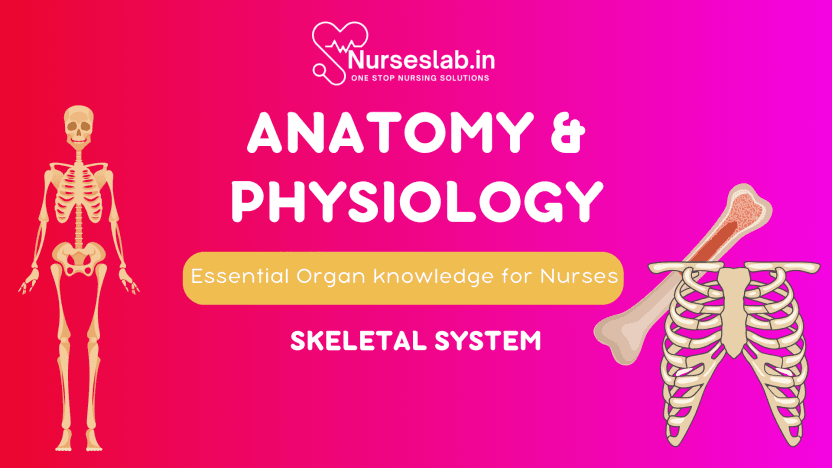 Skeletal System- Introduction - Nurseslab