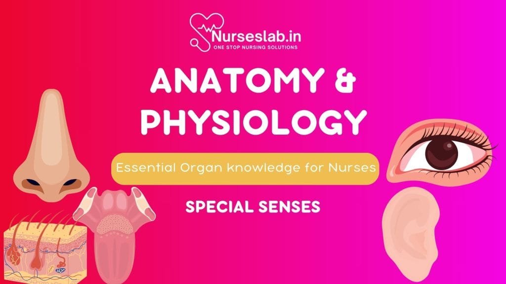 Special Senses -Introduction - Nurseslab