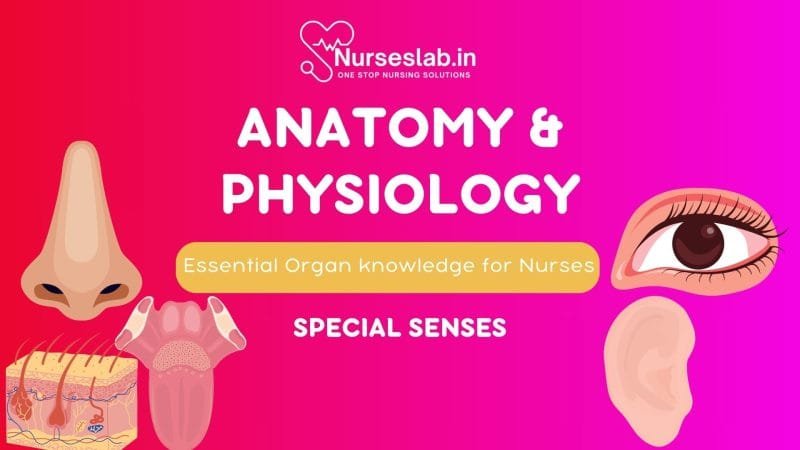 Skeletal System- Introduction - Nurseslab