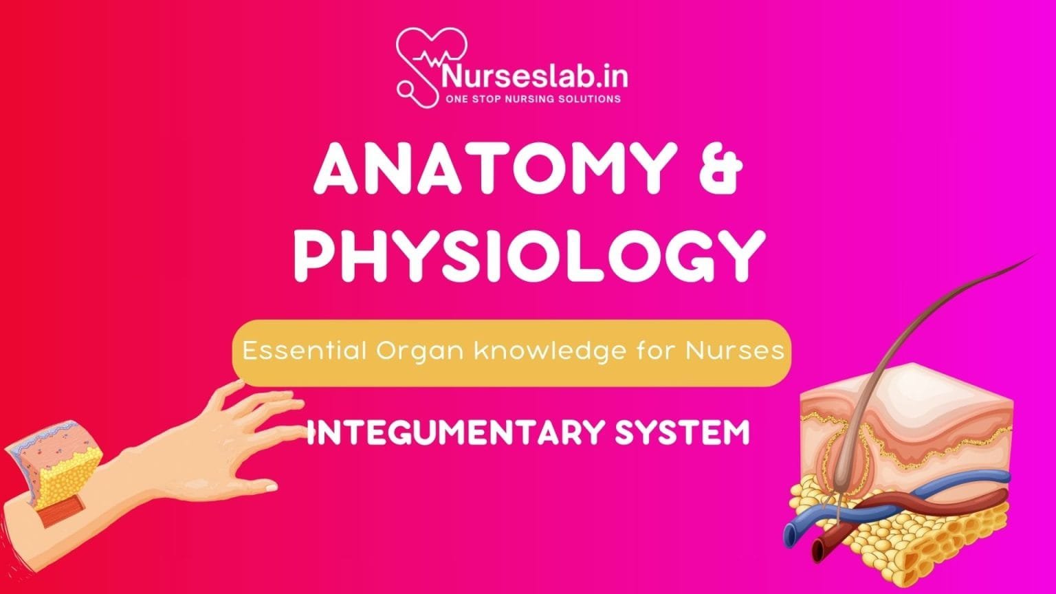 Integumentary System - Introduction - Nurseslab