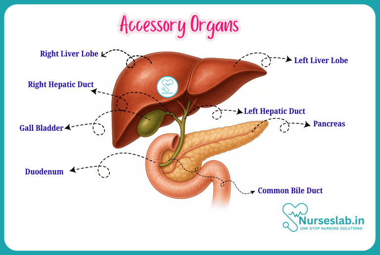 Digestive System- Introduction - Nurseslab