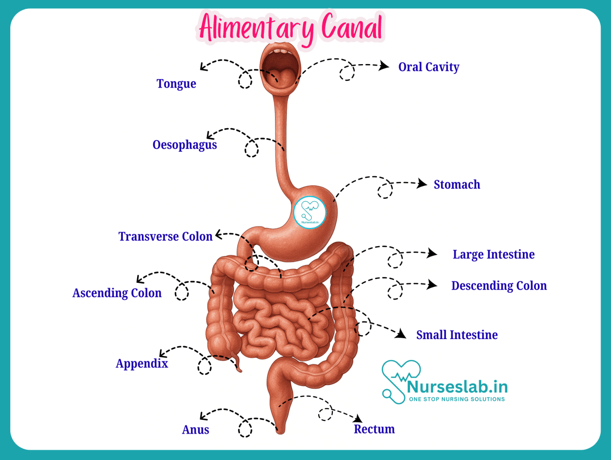 Digestive System- Introduction - Nurseslab