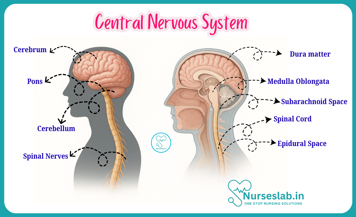 Central Nervous System -Introduction - Nurseslab