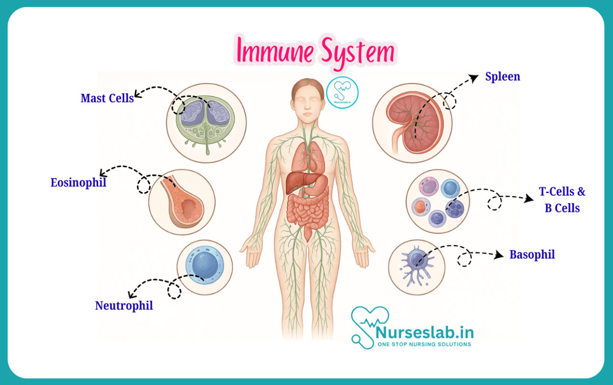 Immune System - Introduction - Nurseslab