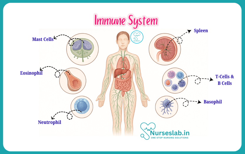 Immune System - Introduction - Nurseslab