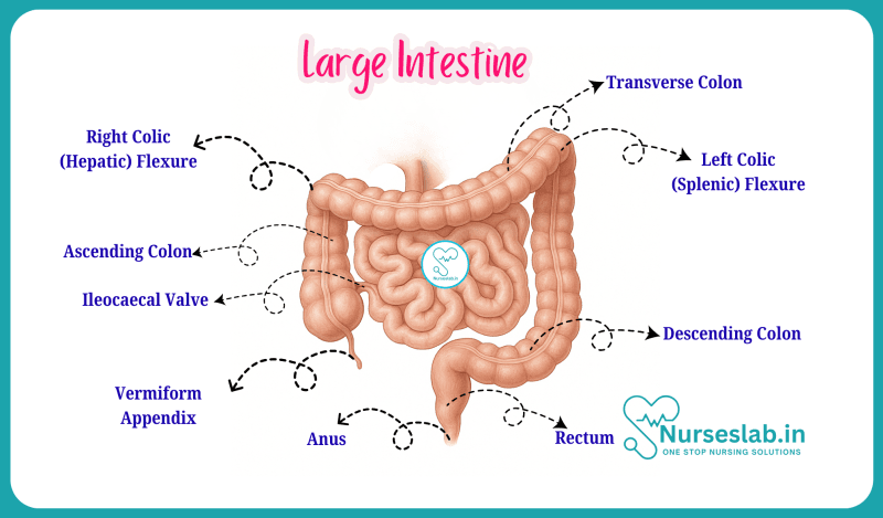 Digestive System- Introduction - Nurseslab