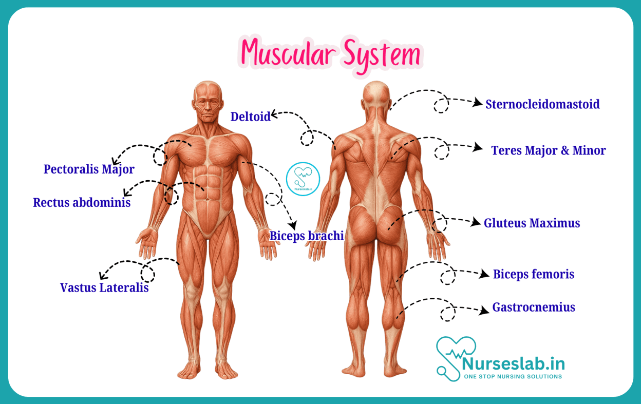 Muscular System- Introduction - Nurseslab