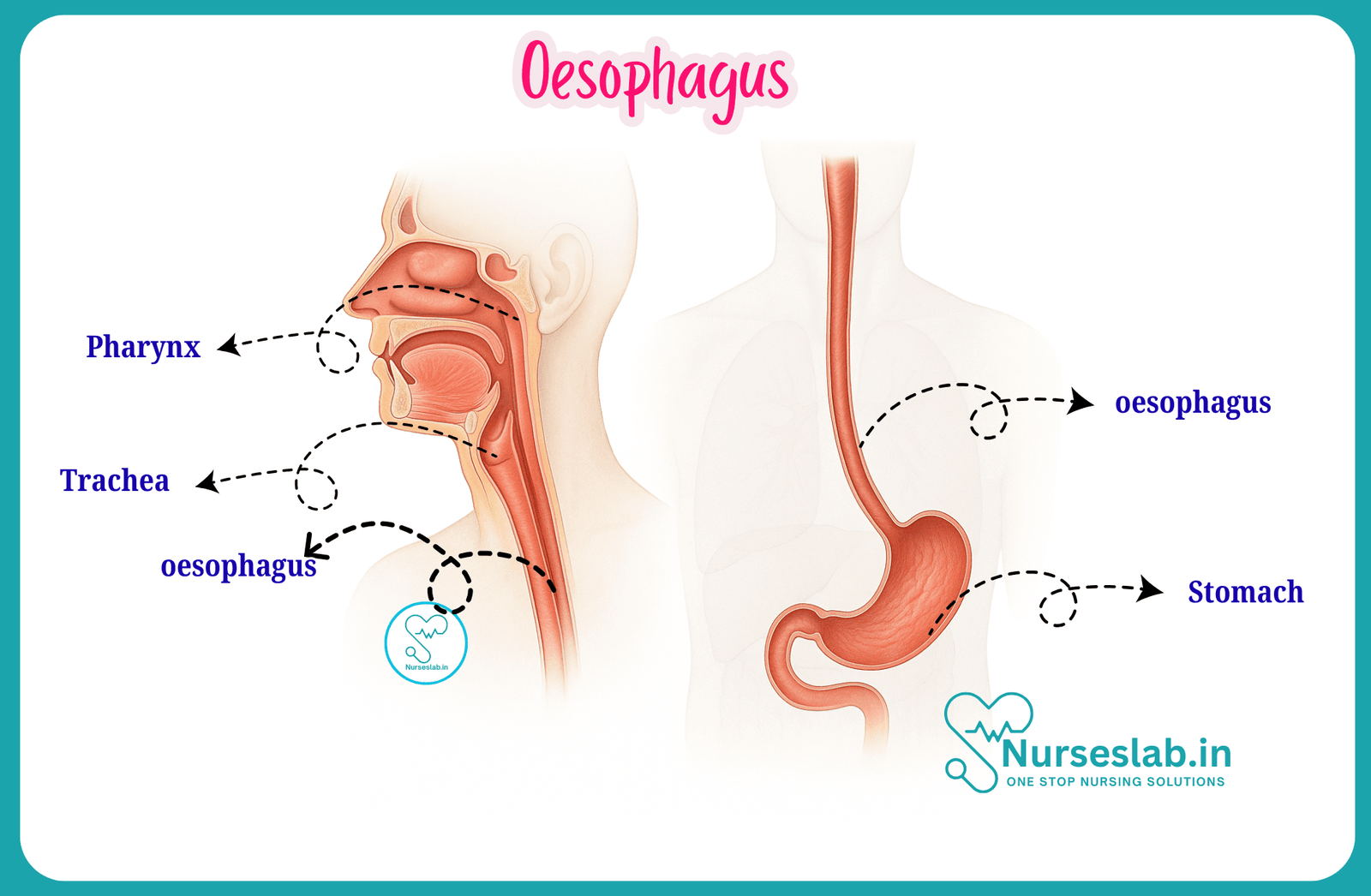 Digestive System- Introduction - Nurseslab
