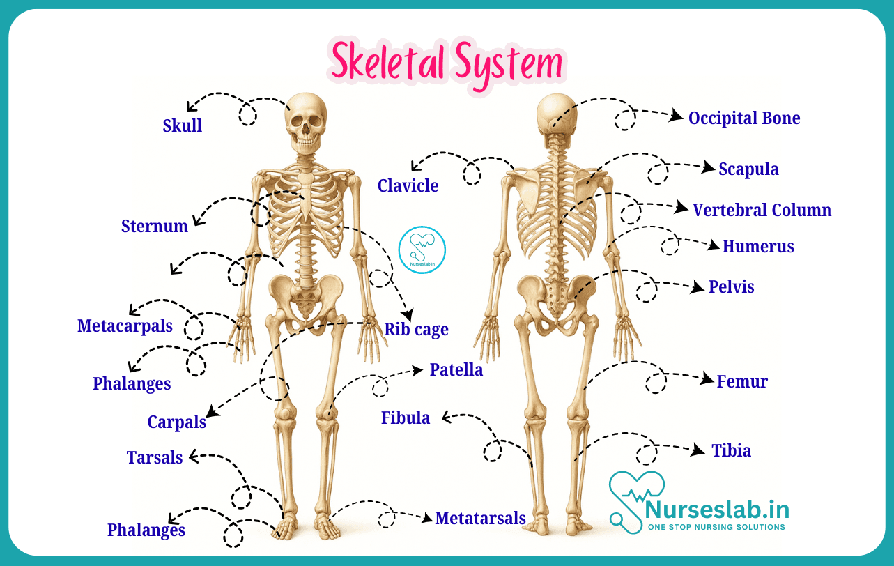 Skeletal System- Introduction - Nurseslab