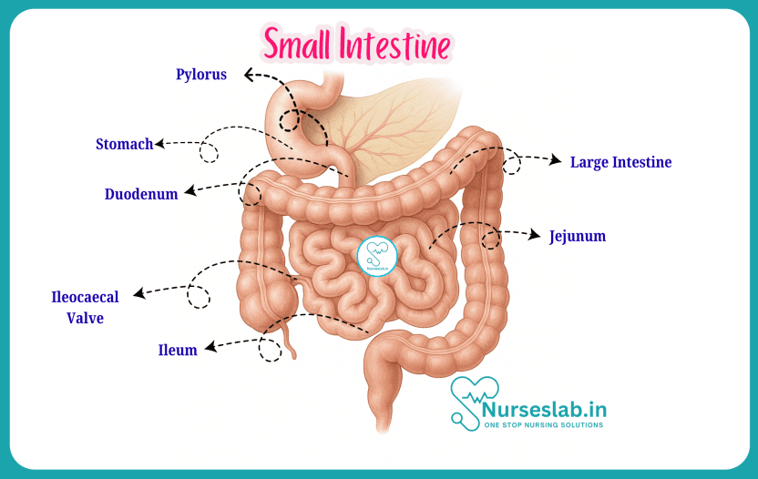 Digestive System- Introduction - Nurseslab