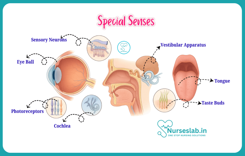 Special Senses -Introduction - Nurseslab