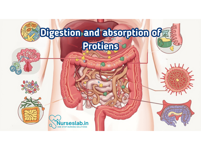 Digestion and absorption of Proteins: A Comprehensive Guide - Nurseslab
