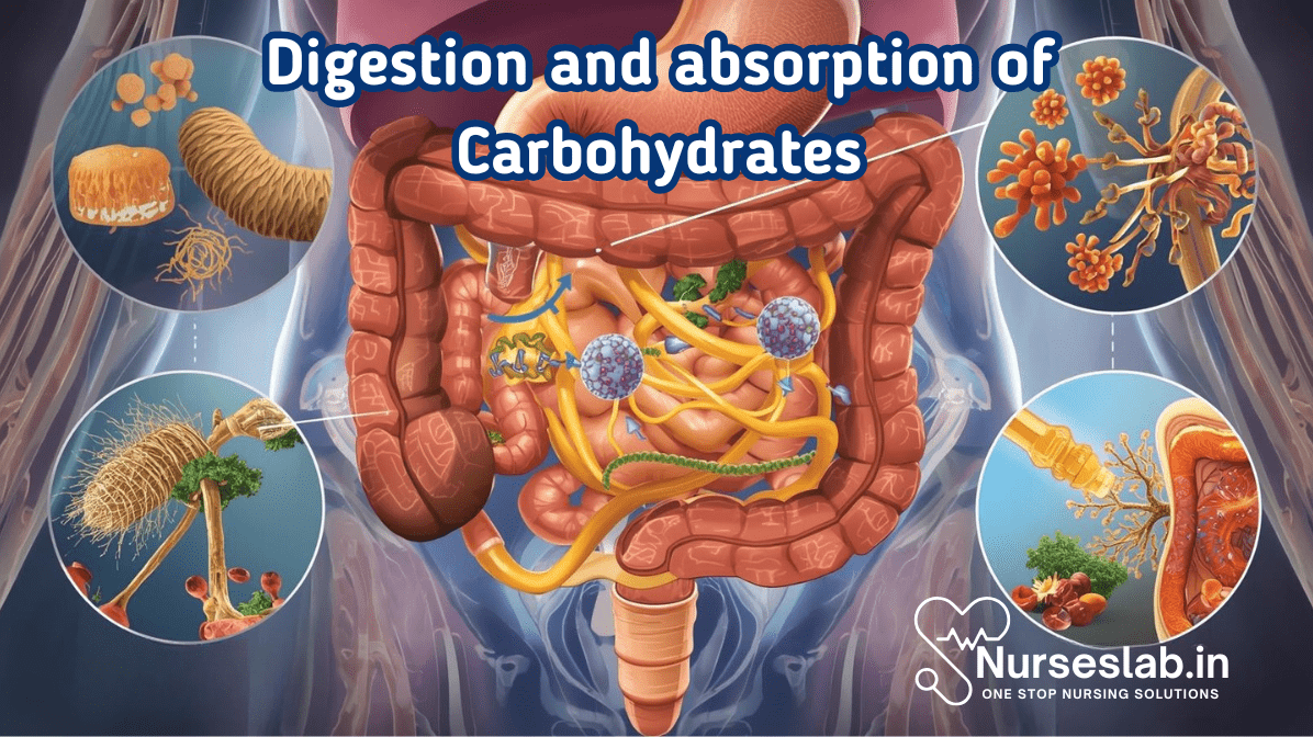 Digestion and absorption of Carbohydrates: A Comprehensive Guide ...