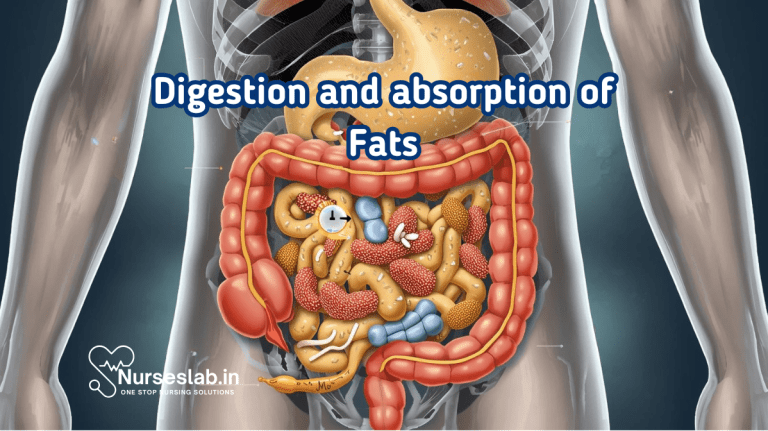 Digestion and Absorption of Fats: A Comprehensive Guide - Nurseslab