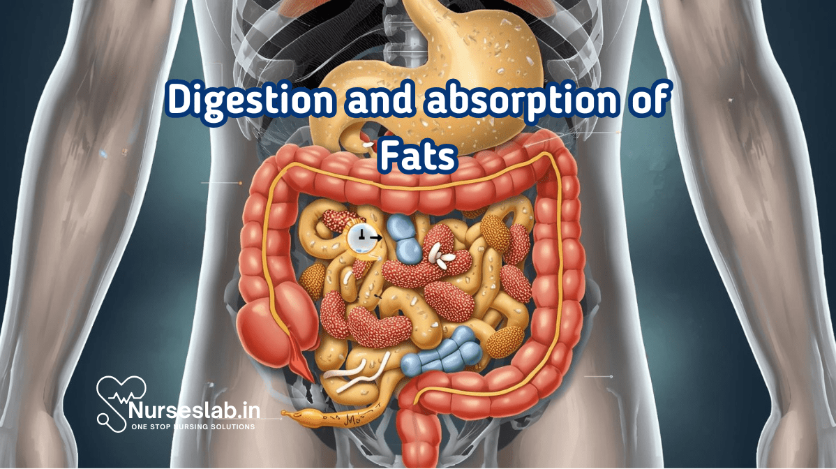 Digestion and Absorption of Fats: A Comprehensive Guide - Nurseslab