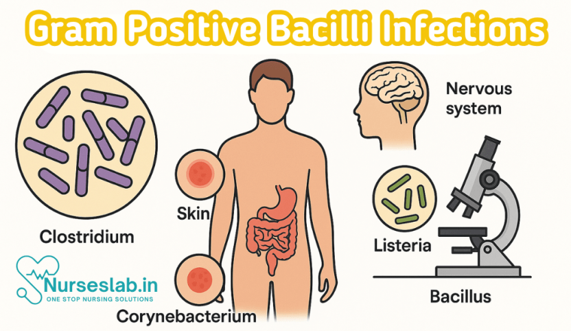 Gram Positive Bacilli Infections - Nurseslab