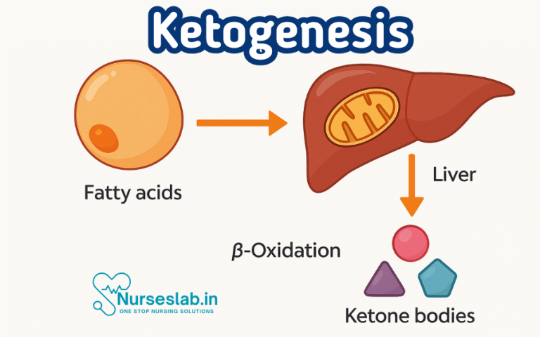 Ketogenesis: A Comprehensive Guide - Nurseslab