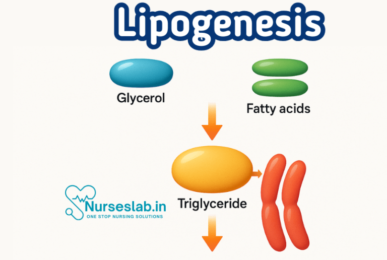 Lipogenesis: A Comprehensive Guide - Nurseslab