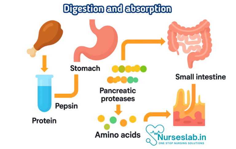Digestion and absorption of Proteins: A Comprehensive Guide - Nurseslab